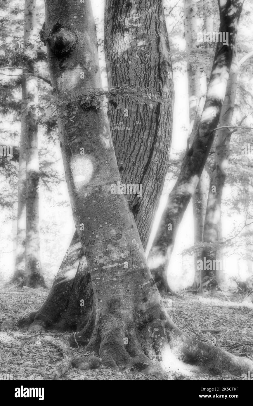 Tree trunks standing or fallen Black and White Stock Photos & Images ...