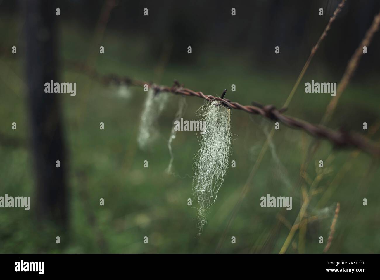 Animal fur on barbed wire fence hi-res stock photography and images - Alamy