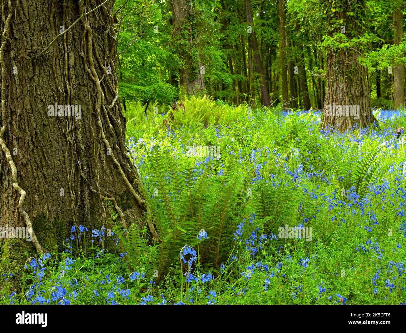 Europe, Western Europe, Ireland, Republic of Ireland, County Kerry ...