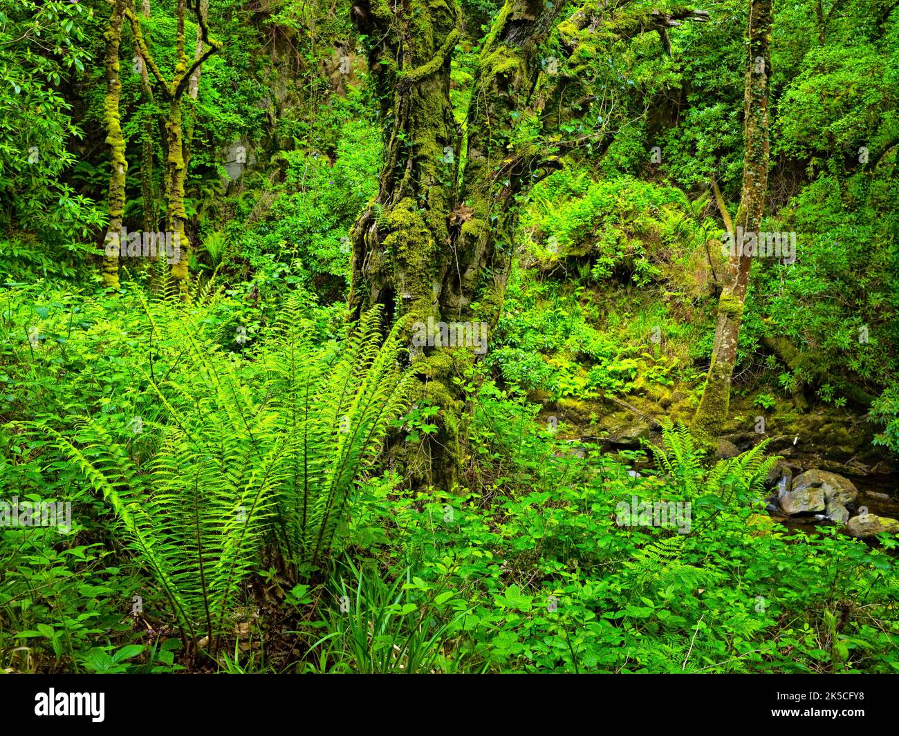 Europe, Western Europe, Ireland, Republic of Ireland, County Kerry ...