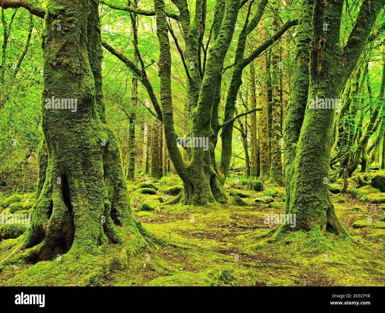 Europe, Western Europe, Ireland, Republic of Ireland, County Kerry ...