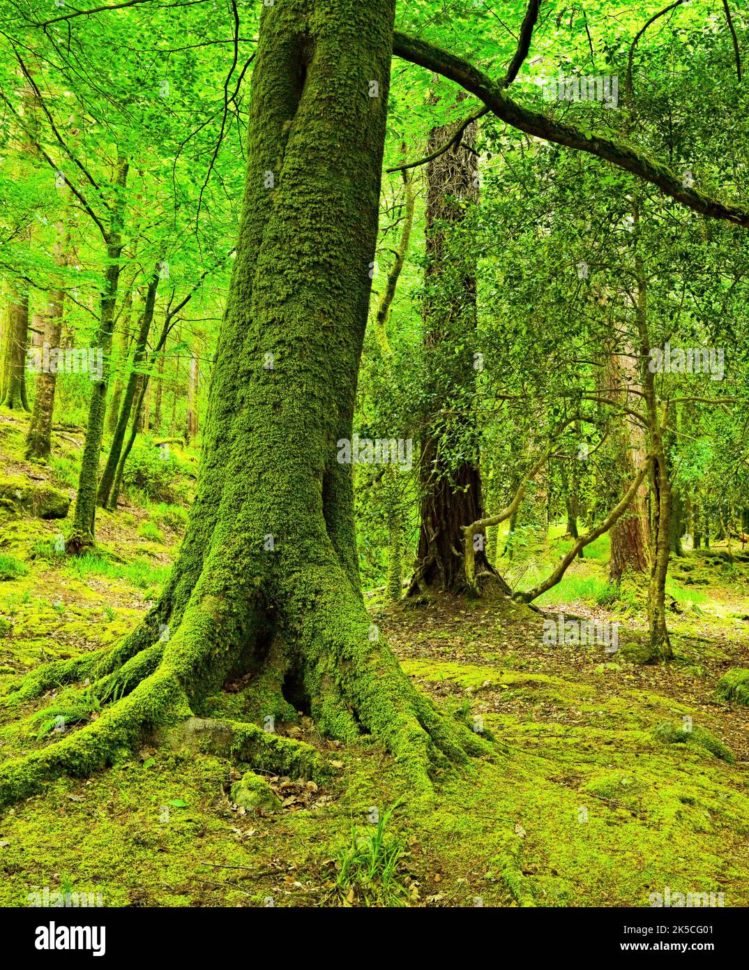 Europe, Western Europe, Ireland, Republic of Ireland, County Kerry ...