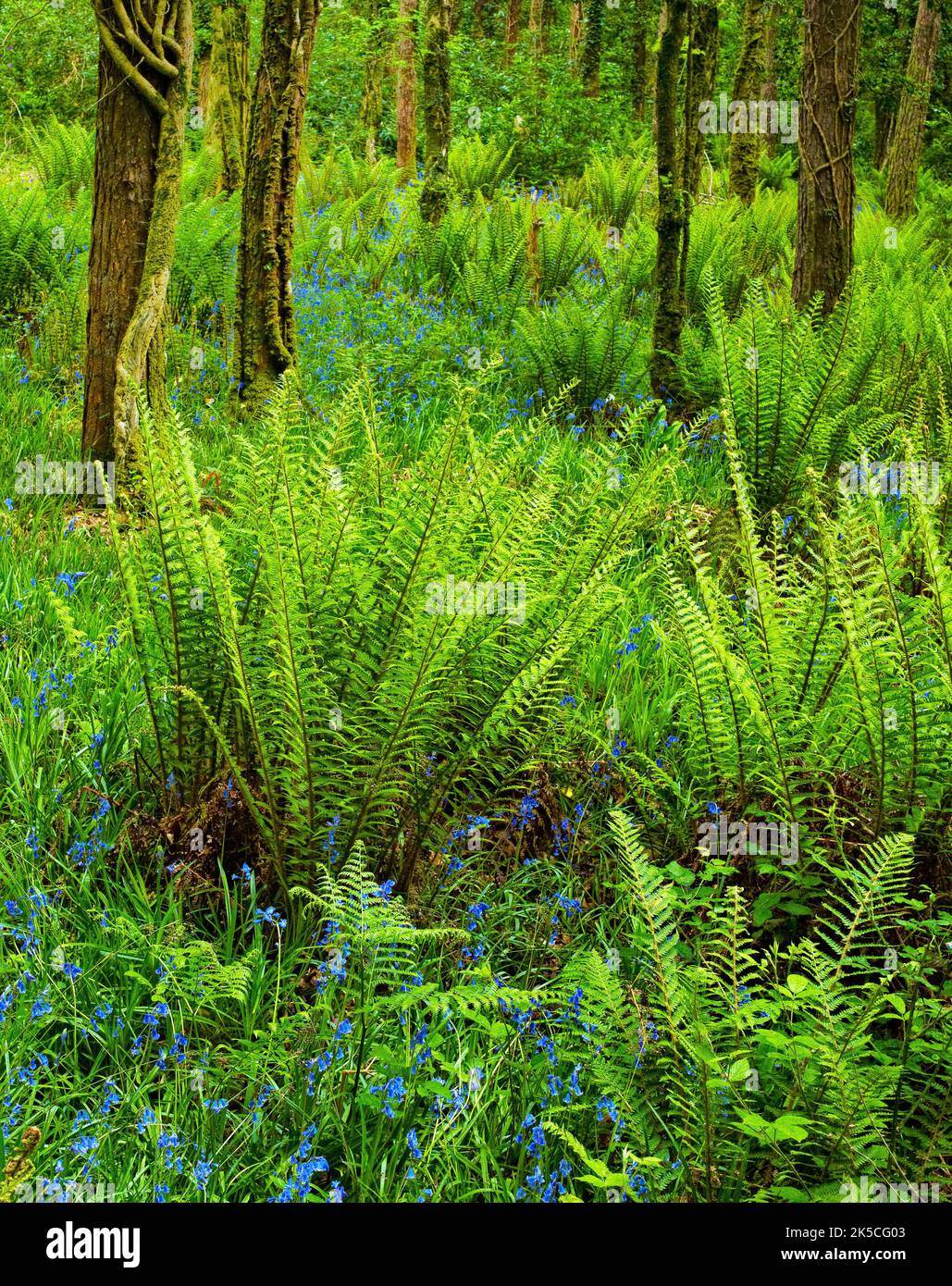 Europe, Western Europe, Ireland, Republic of Ireland, County Kerry ...