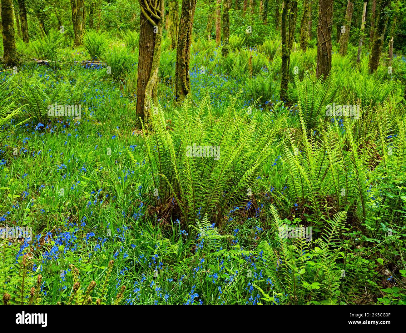 Europe, Western Europe, Ireland, Republic of Ireland, County Kerry ...