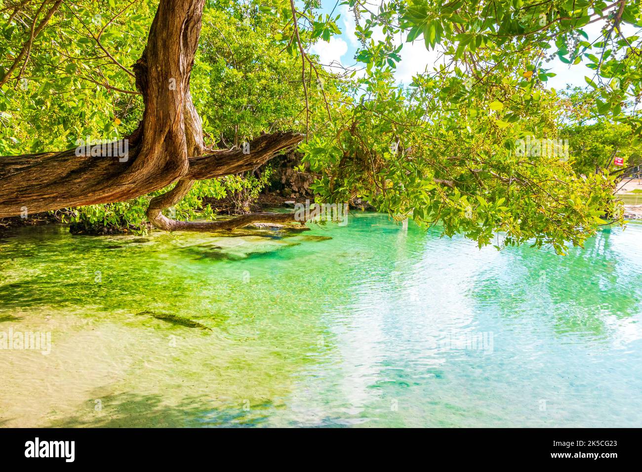 Small beautiful Cenote cave with river and turquoise blue water at ...
