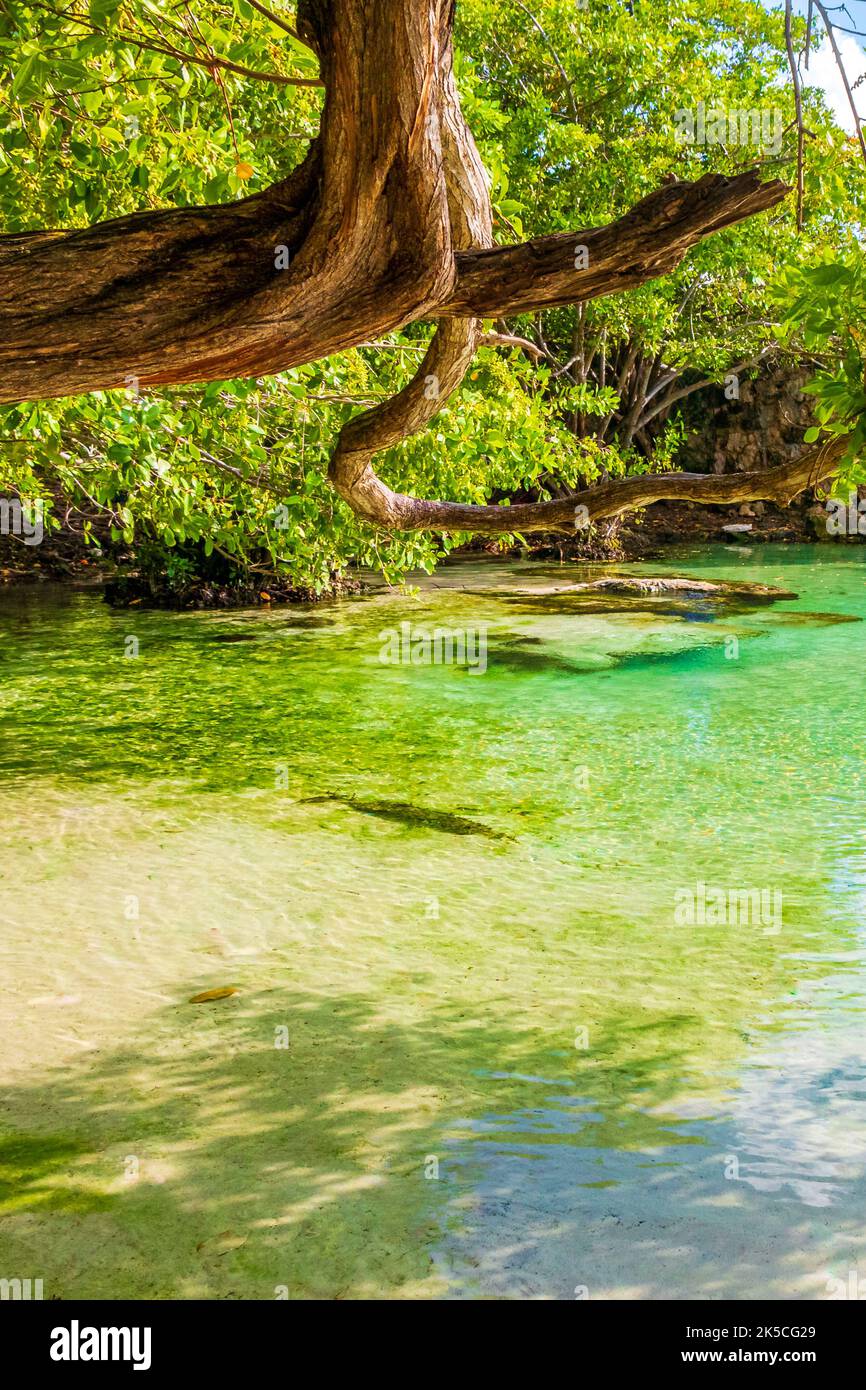 Small beautiful Cenote cave with river and turquoise blue water at ...
