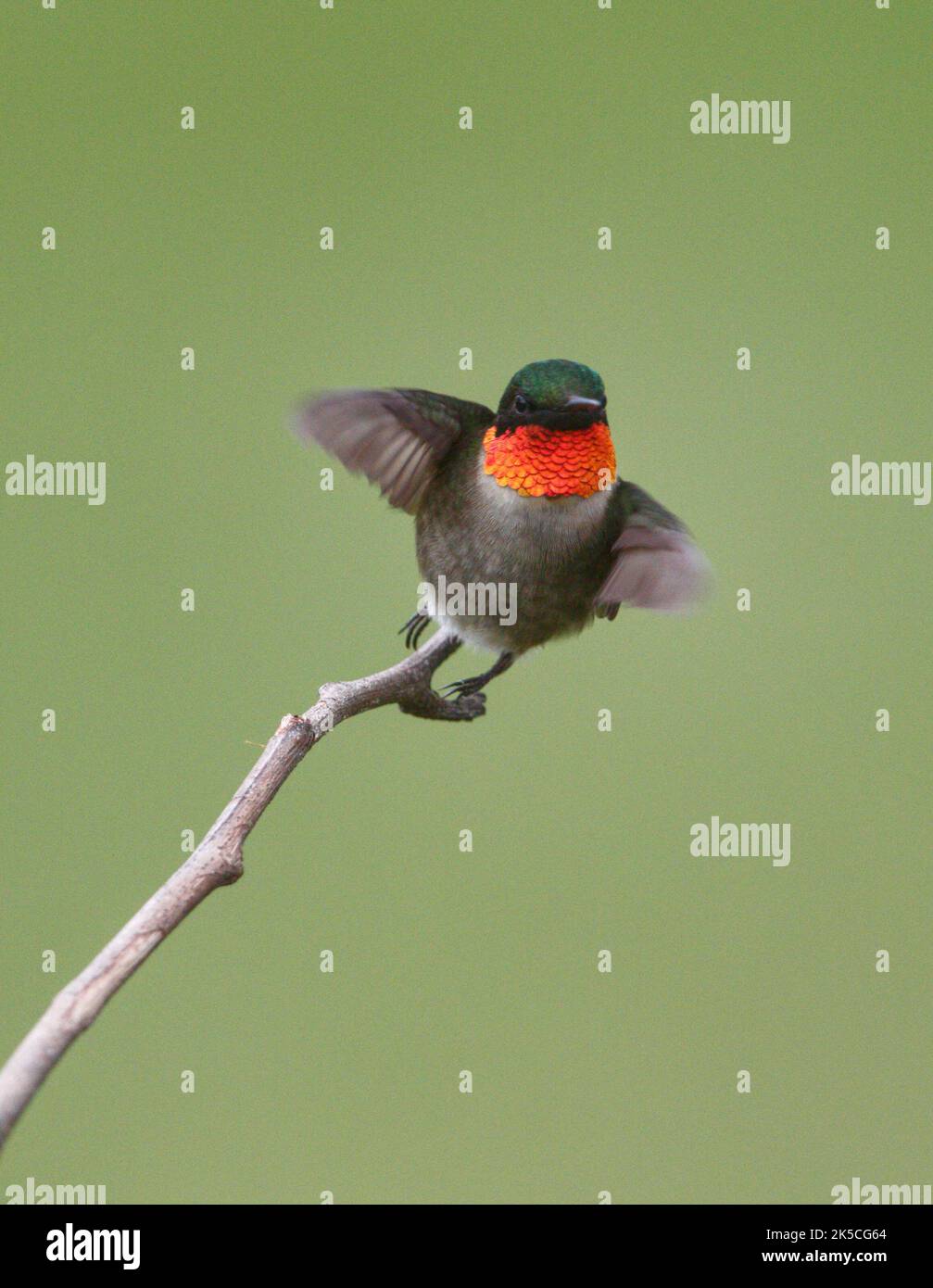 Adorable ruby-throated hummingbird (Archilochus colubris) on a green ...