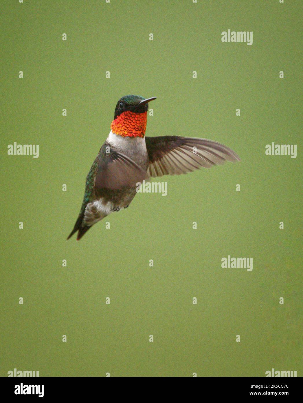 Adorable ruby-throated hummingbird (Archilochus colubris) on a green ...