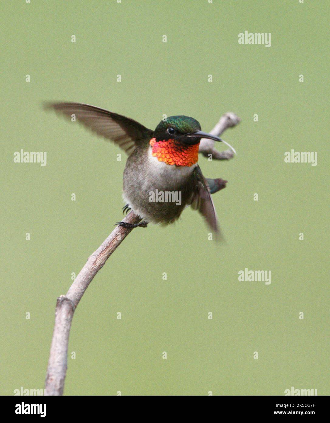 Adorable ruby-throated hummingbird (Archilochus colubris) on a green ...