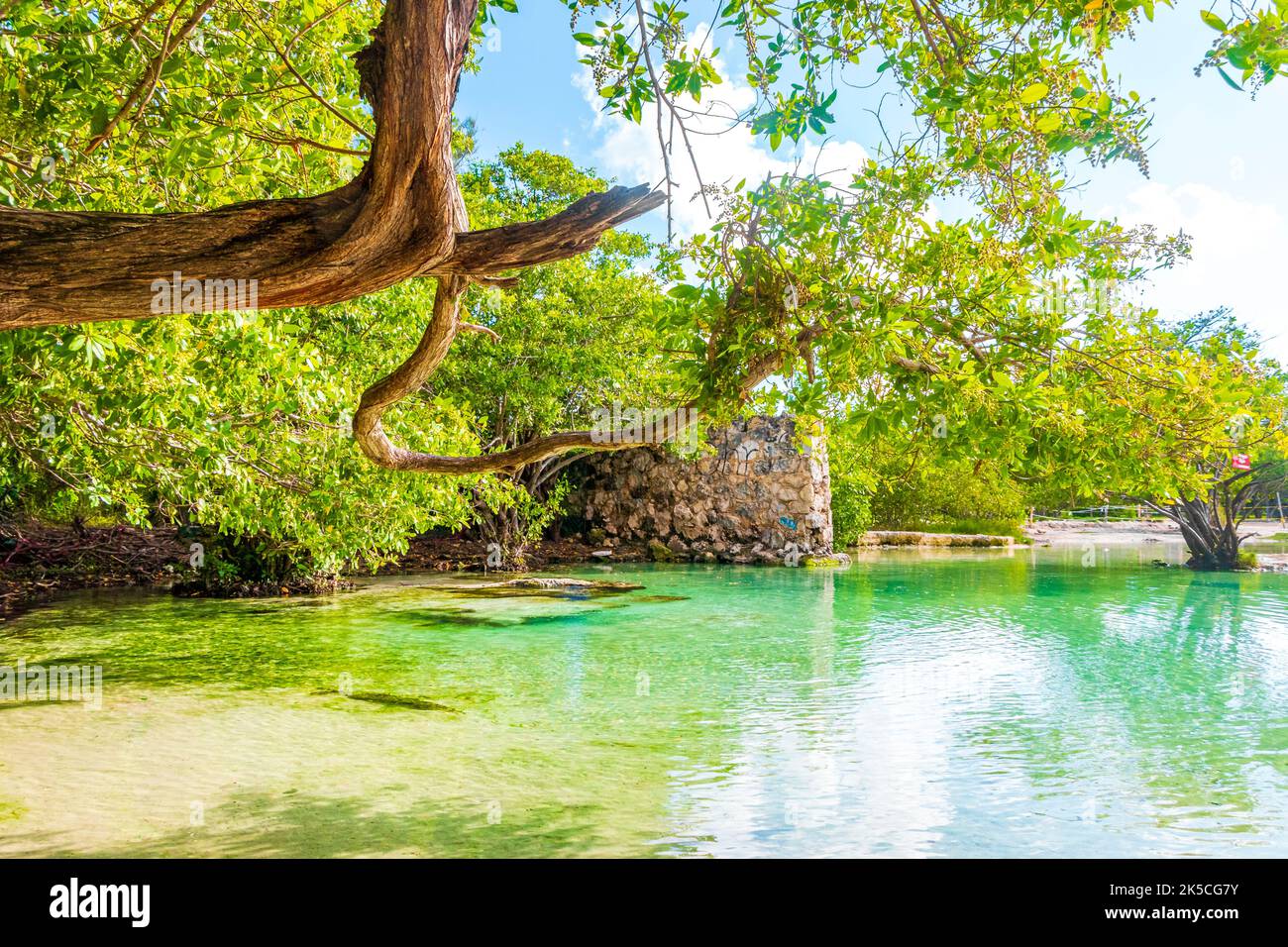 Small beautiful Cenote cave with river and turquoise blue water at ...