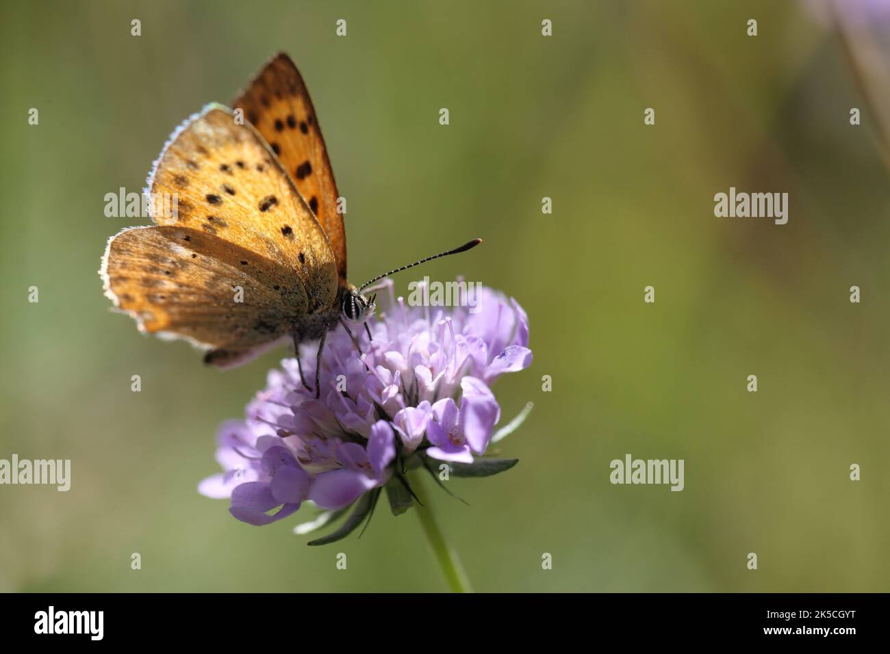 common copper or small copper butterfly pollinating a flower in purple ...