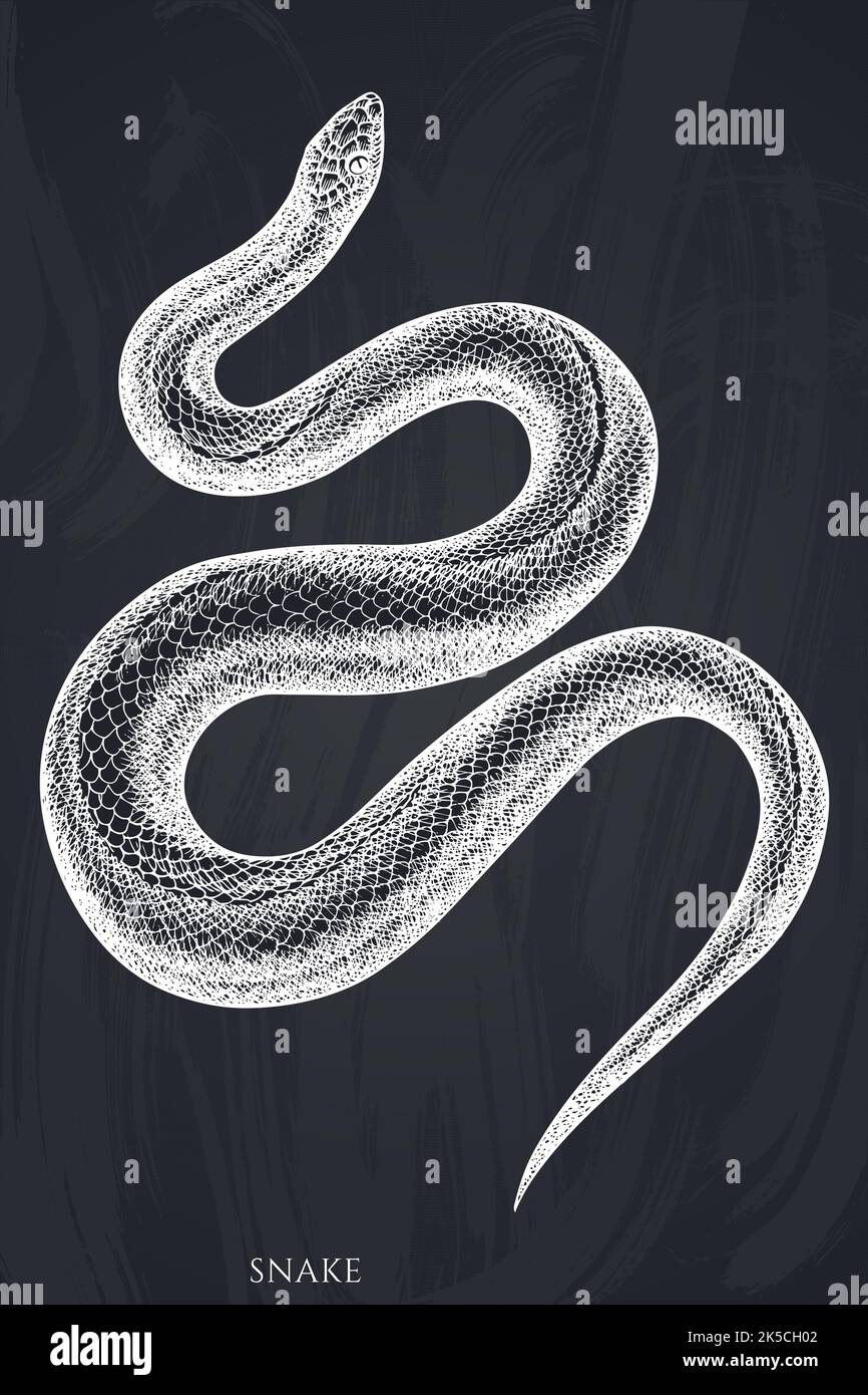 Tropical animals hand drawn vector illustrations collection. Chalk ...