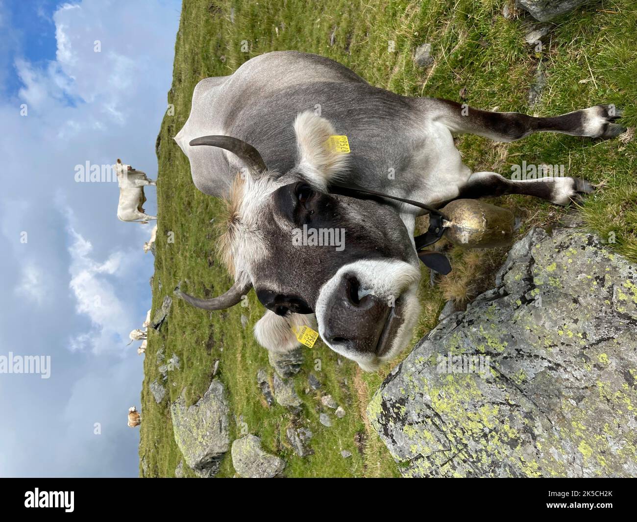 Hike to Rosskogel, cow, close-up, hiking, nature, mountains, blue sky ...