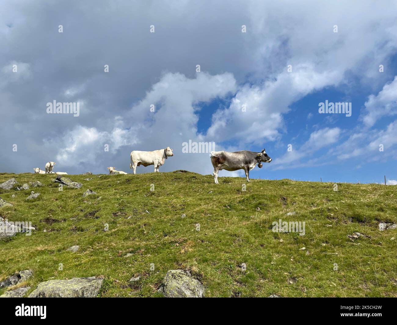 Hike to Rosskogel, cows, hiking, nature, mountains, blue sky, activity ...