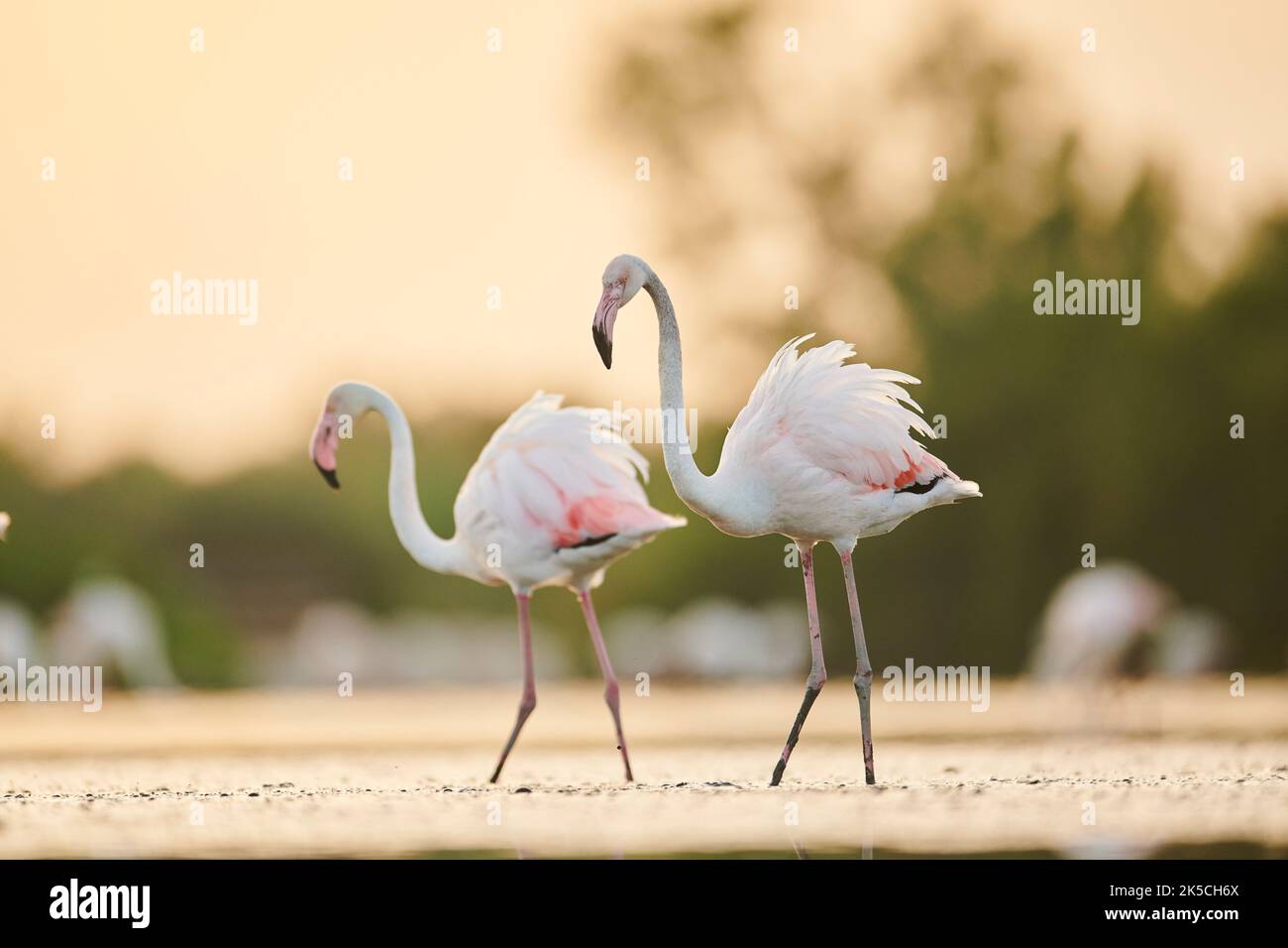 Pink flamingo (Phoenicopterus roseus), walking sideways, two, Camargue ...