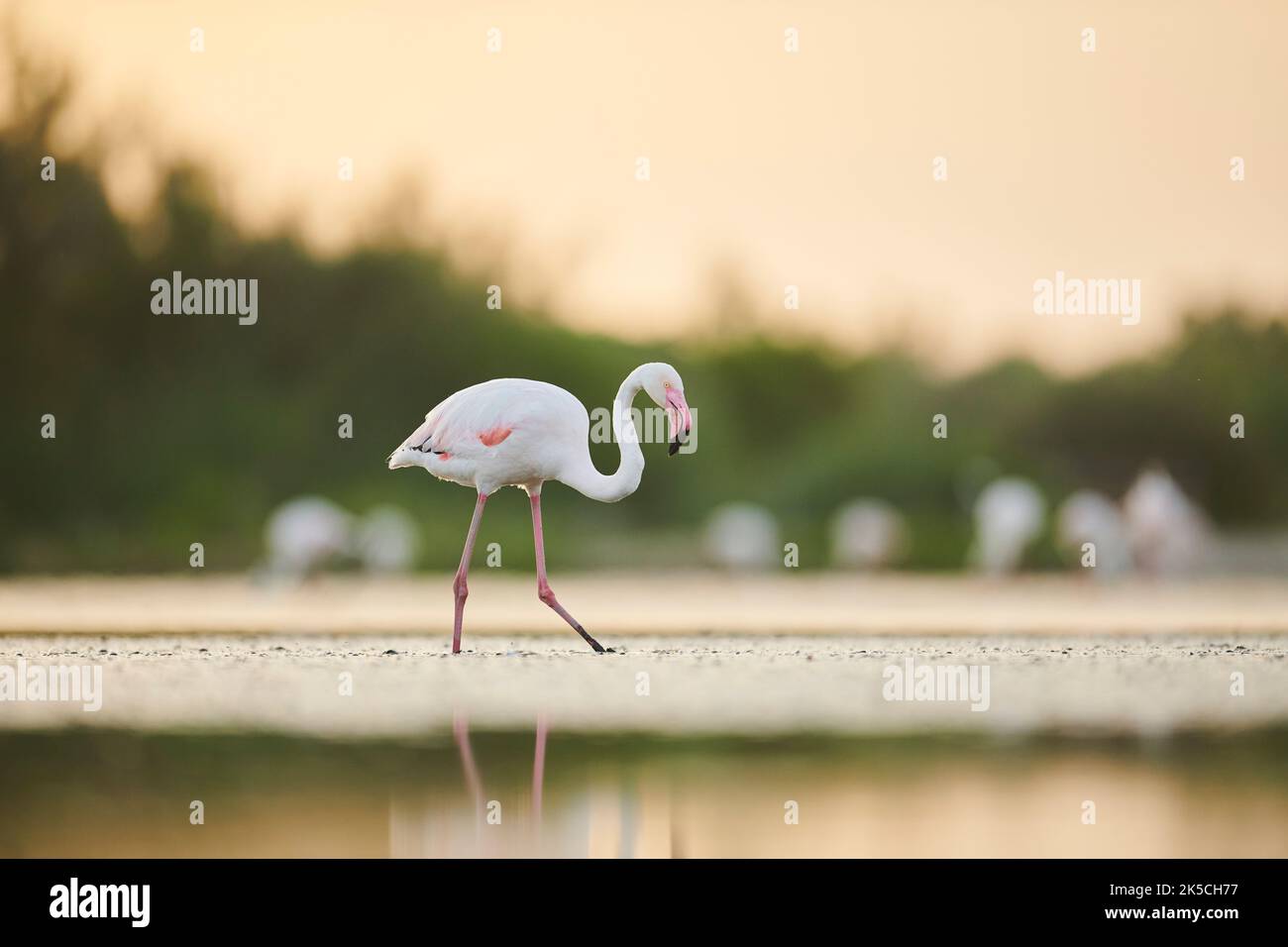 Pink flamingo (Phoenicopterus roseus), walking, lateral, Camargue ...