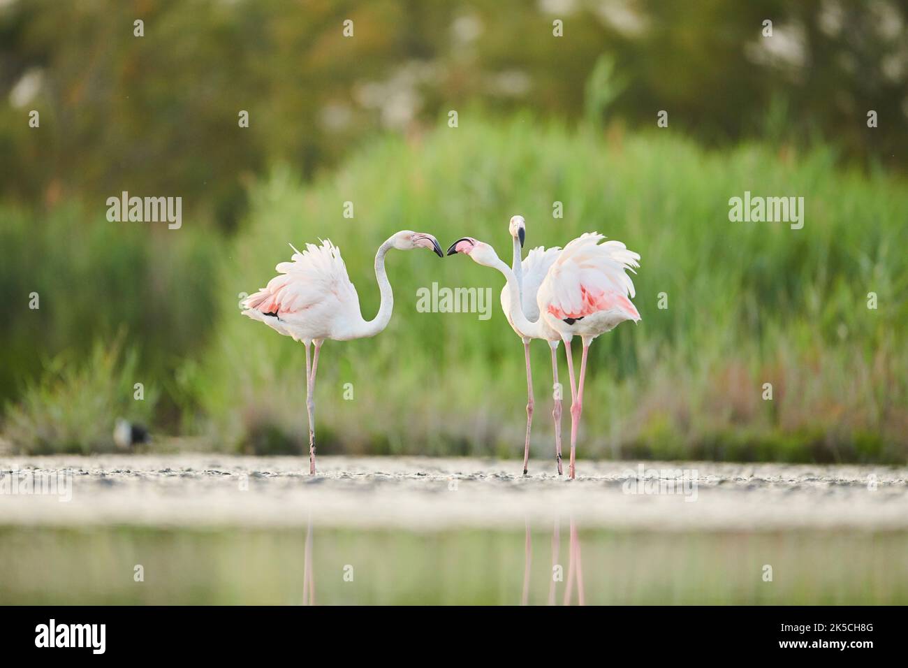 Pink flamingo (Phoenicopterus roseus), quarrel, fight, territory ...