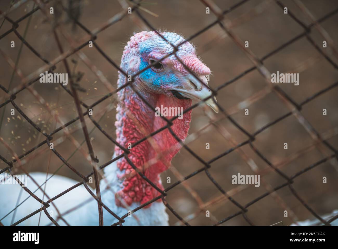 Turkeys in a pen, close-up, raised in captivity. Poultry farm Stock ...