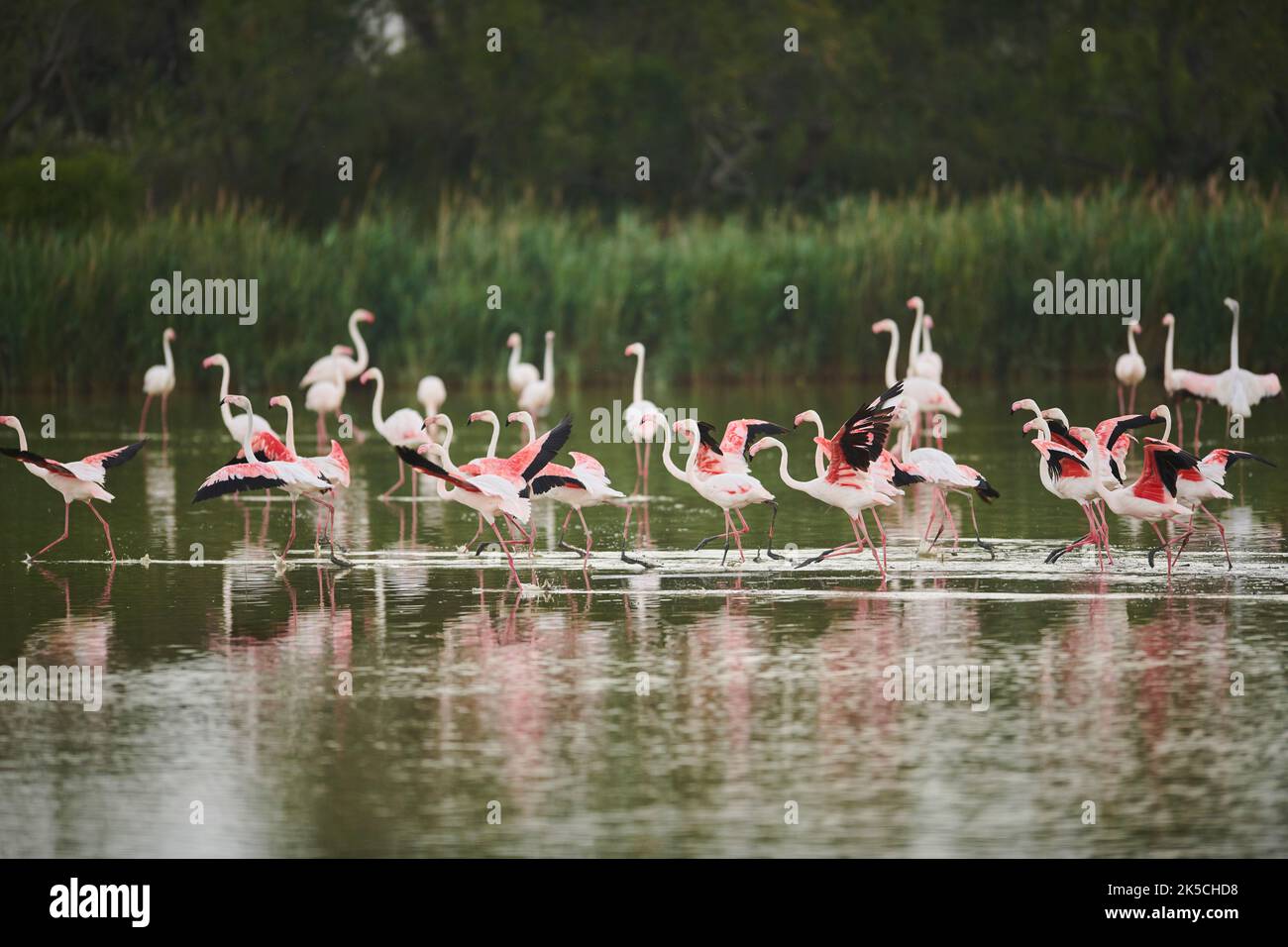 Group launch hi-res stock photography and images - Alamy