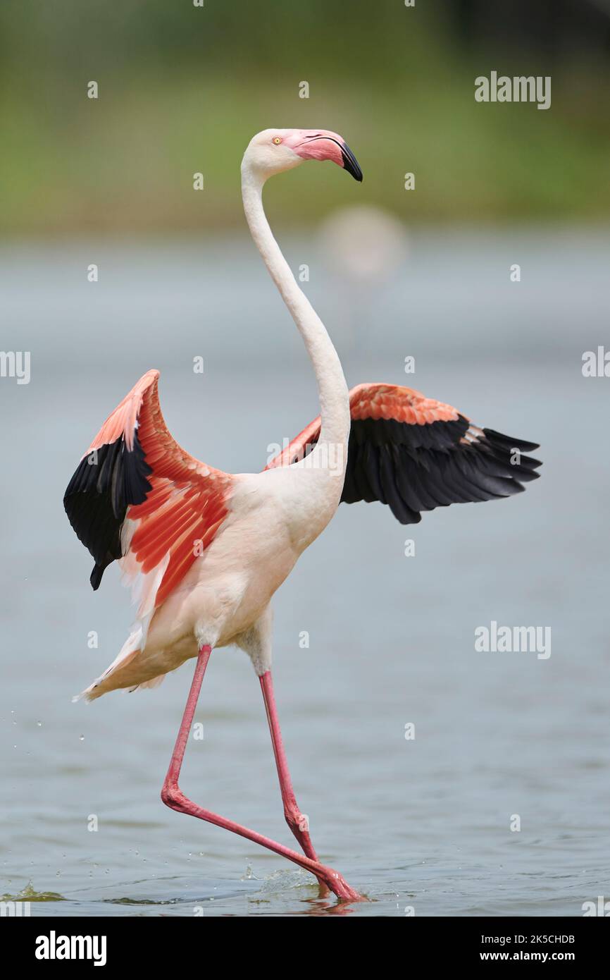 Flamingo Landing
