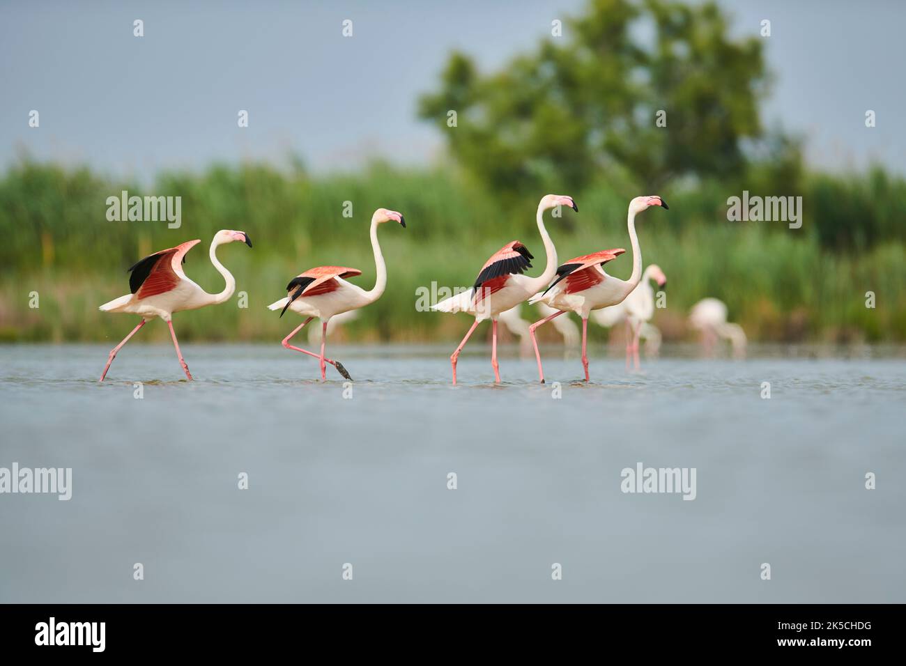 Pink flamingo (Phoenicopterus roseus), group, starts, lateral, Camargue ...