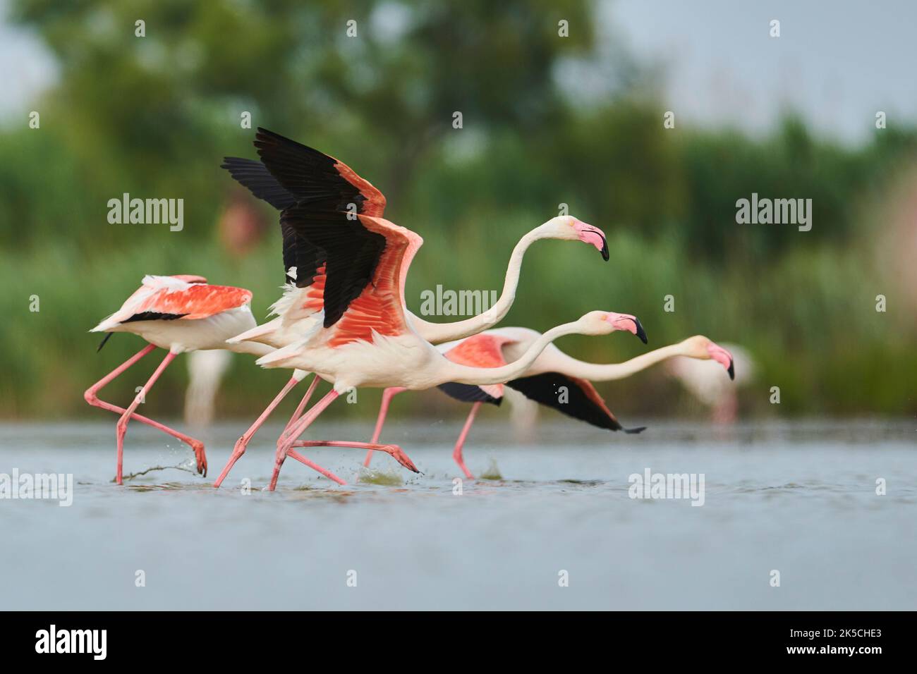 Pink flamingo group hi-res stock photography and images - Alamy