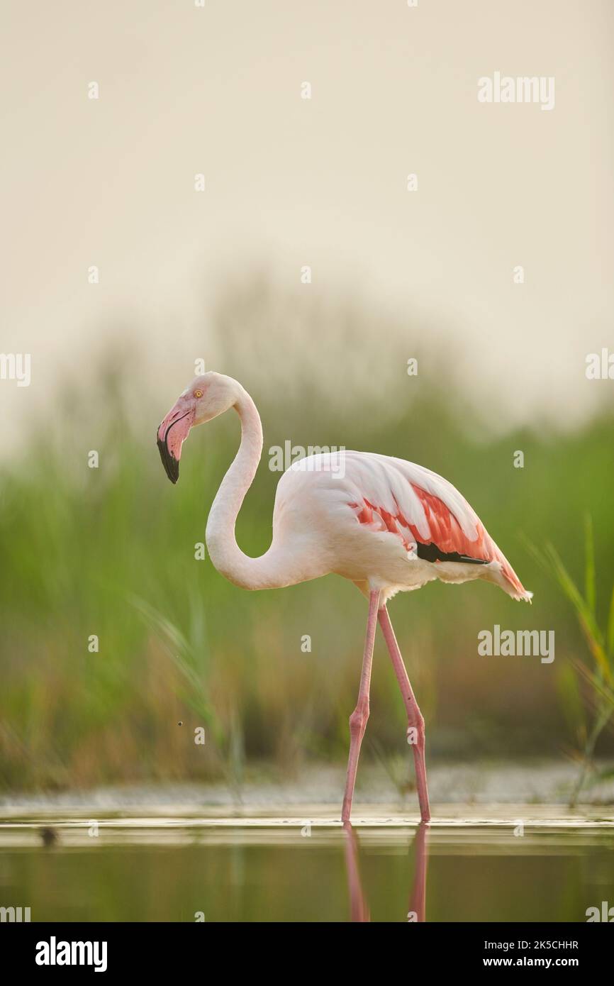 Pink flamingo (Phoenicopterus roseus), walking, lateral, Camargue ...