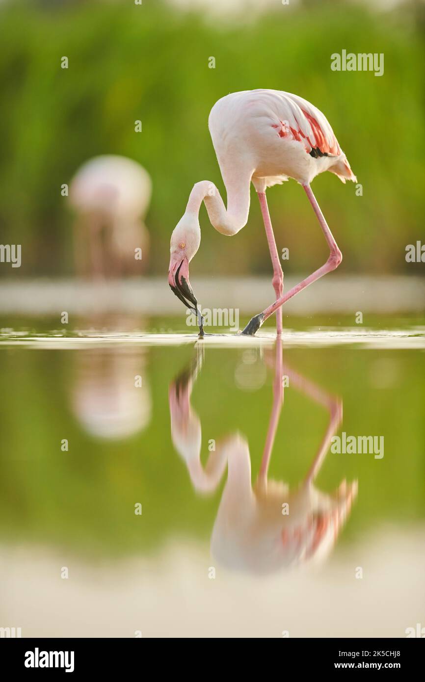 Pink flamingo (Phoenicopterus roseus), walking, lateral, Camargue ...