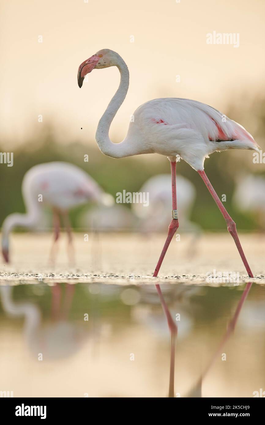 Pink flamingo (Phoenicopterus roseus), walking, lateral, Camargue ...