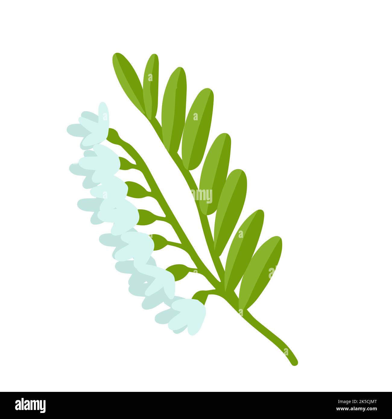 Acacia Leaves Vector