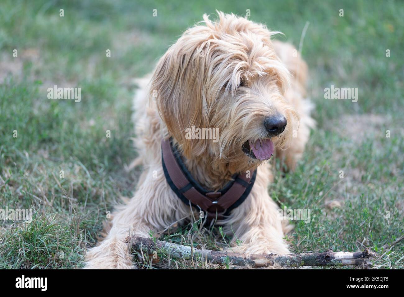 Dog stick hi-res stock photography and images - Alamy