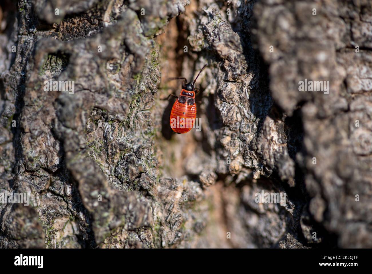 Common fire bug (Pyrrhocoris apterus Stock Photo - Alamy