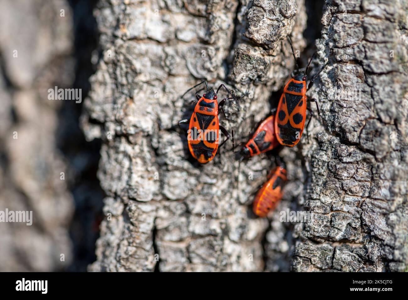 Common fire bugs (Pyrrhocoris apterus Stock Photo - Alamy