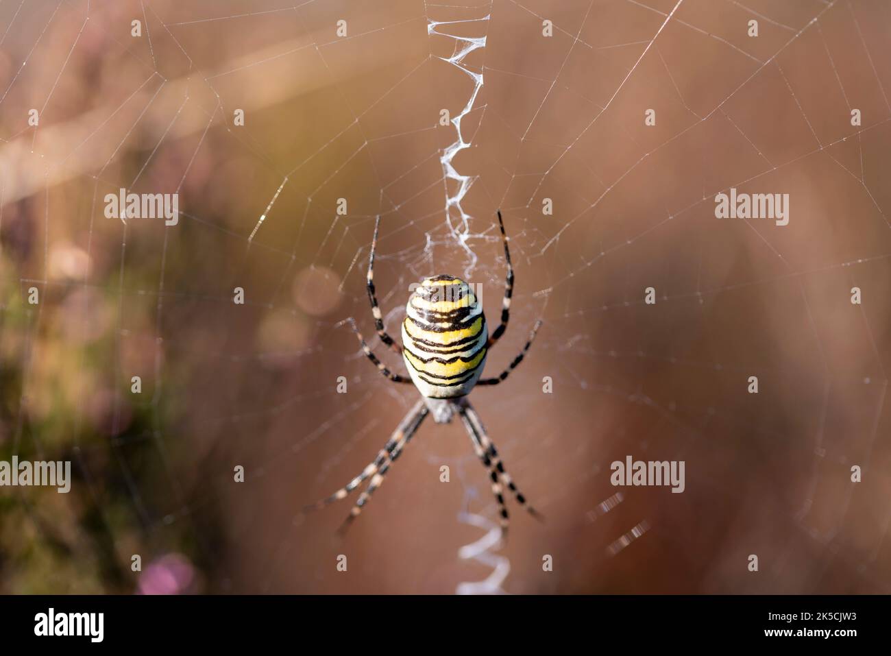 Wasp spider in web, Lüneburger Heide, Lower Saxony, Germany Stock Photo ...