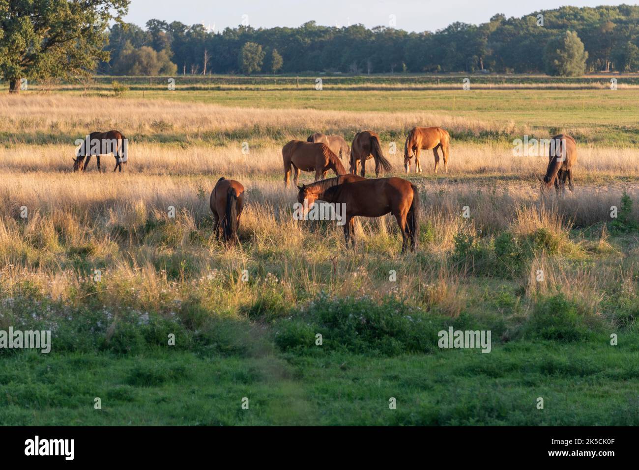 Dry lot paddock hi-res stock photography and images - Alamy