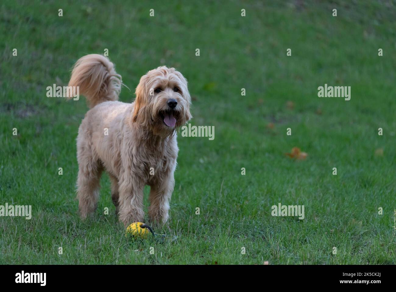 Dog on meadow, mini goldendoodle, mix of golden retriever and miniature ...