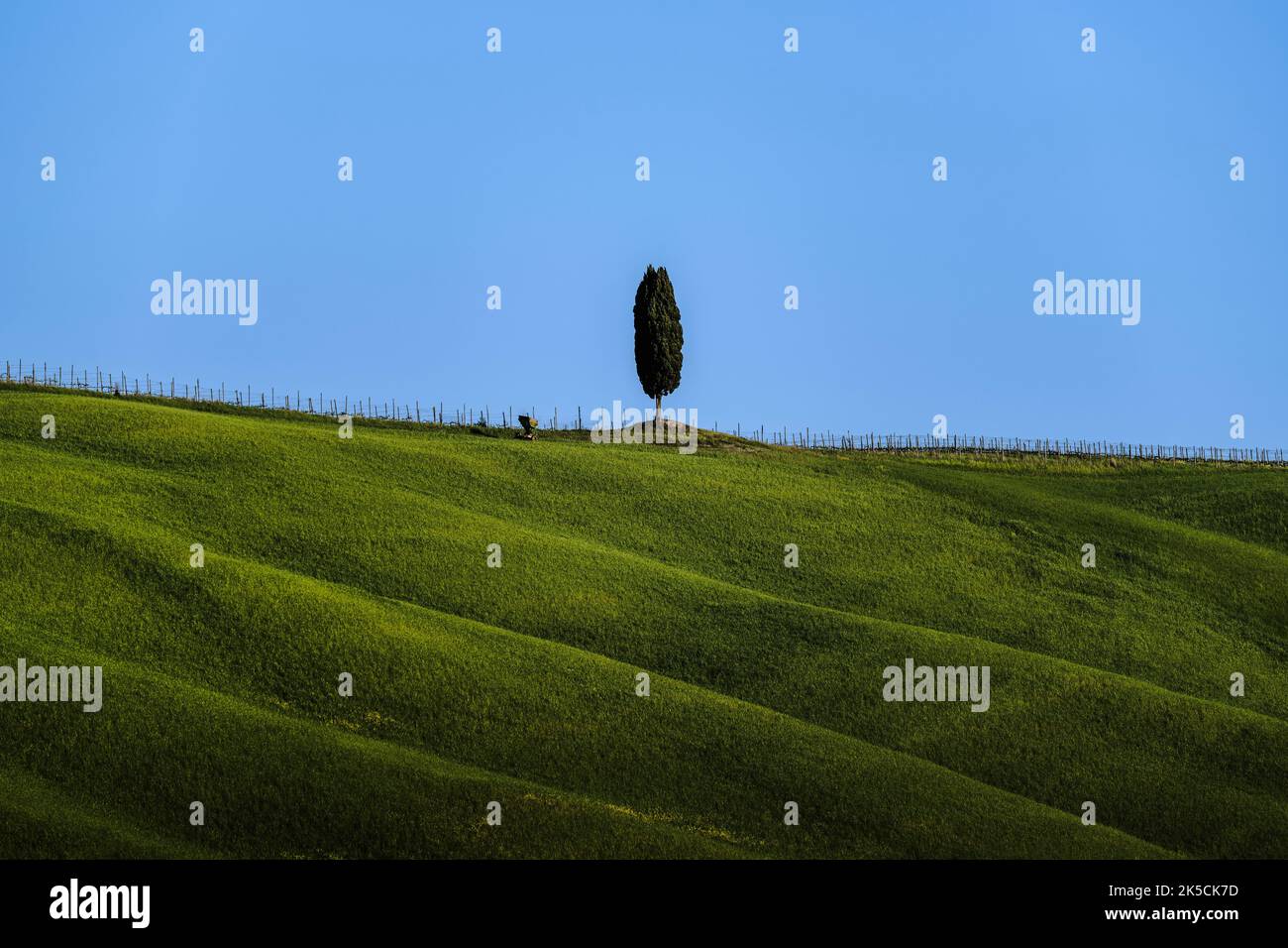 Single cypress tree hi-res stock photography and images - Alamy