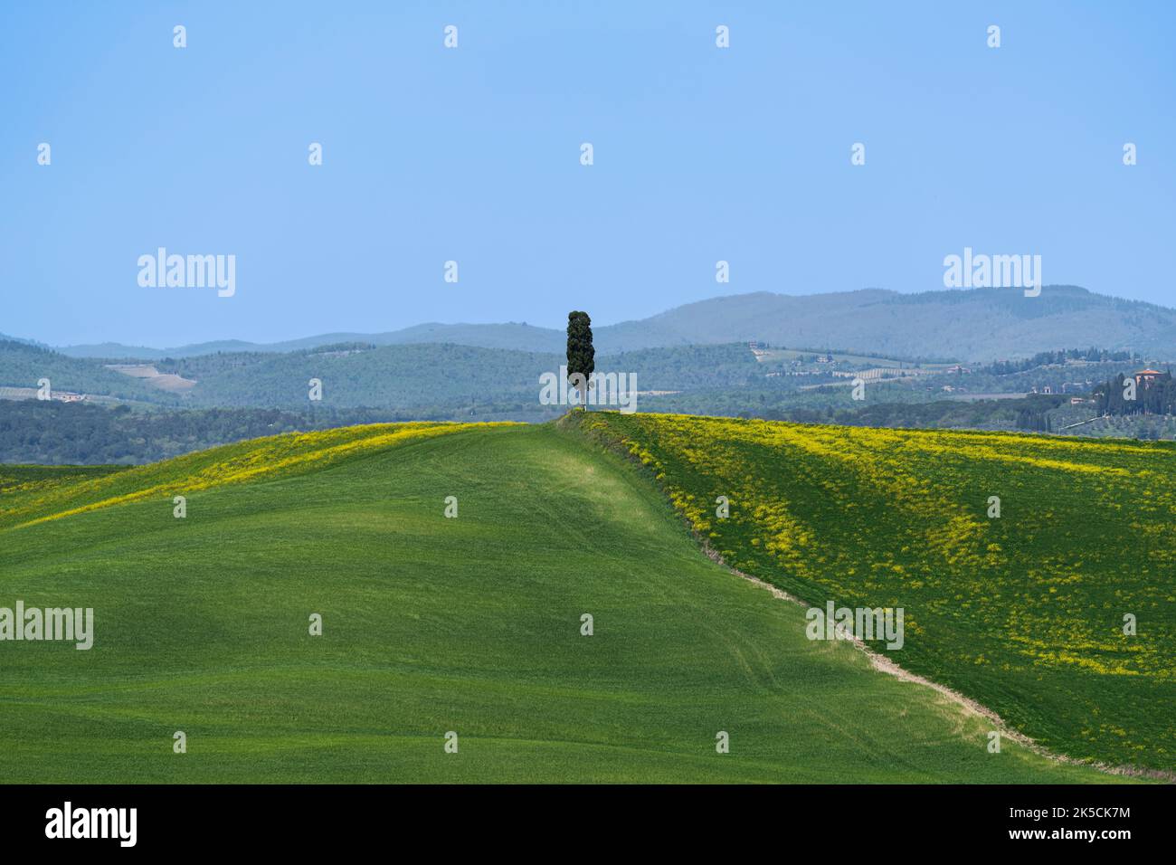 single cypress tree on a hill, Tuscany, Italy Stock Photo - Alamy