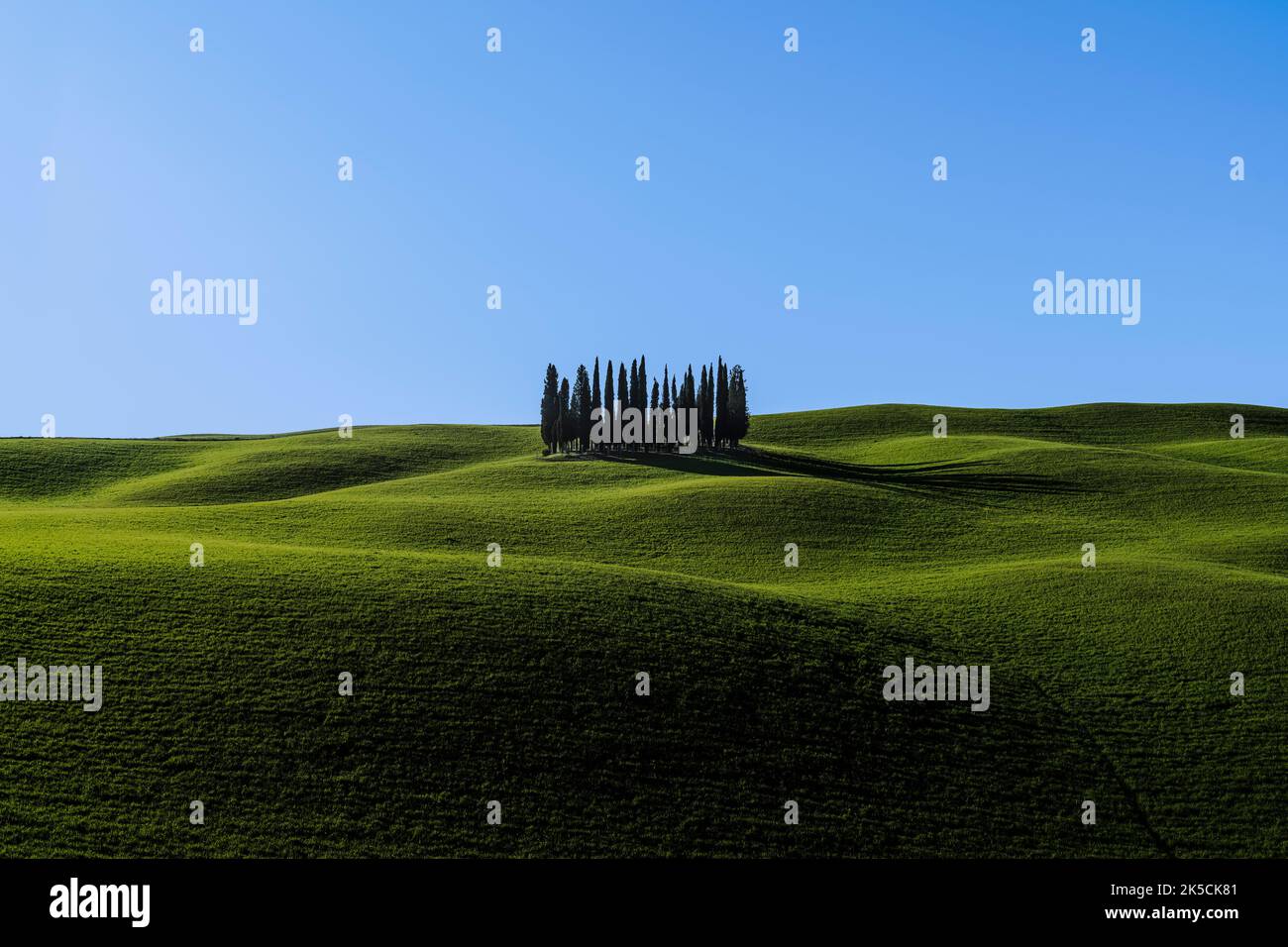 The famous cypress trees of Tuscany, green waves, Italy Stock Photo - Alamy