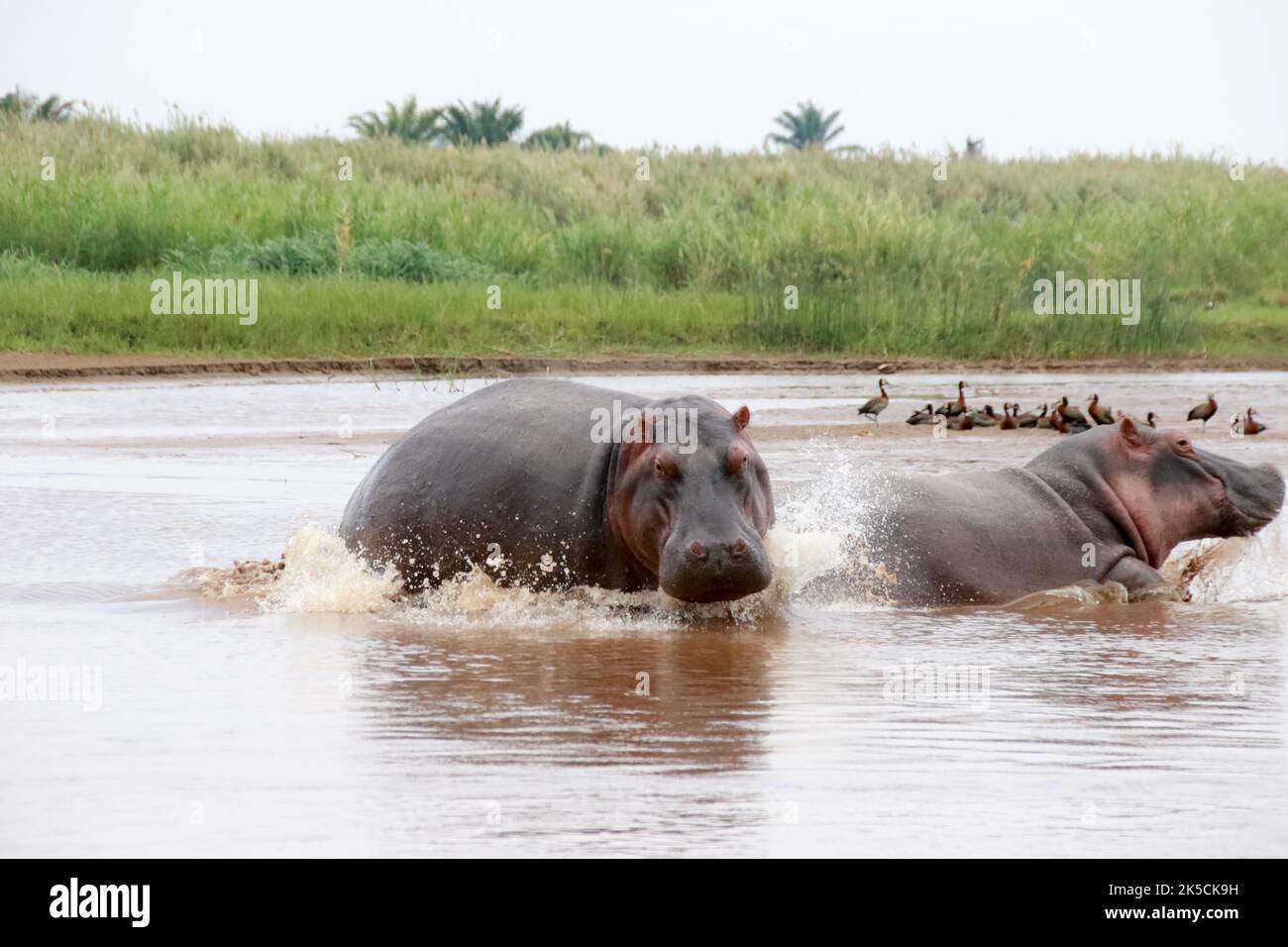 Rusizi river hi-res stock photography and images - Alamy