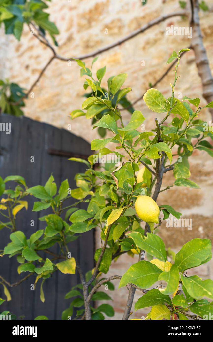 Lemon tree tuscany italy hi-res stock photography and images - Alamy