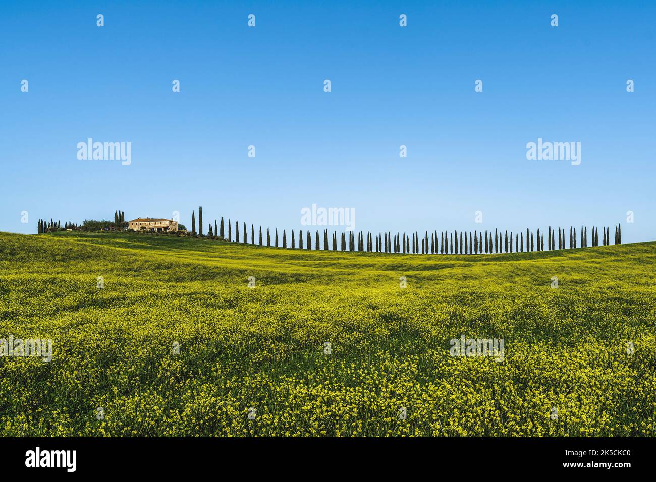 Row with cypress trees, flowering field, Tuscany, Italy Stock Photo - Alamy