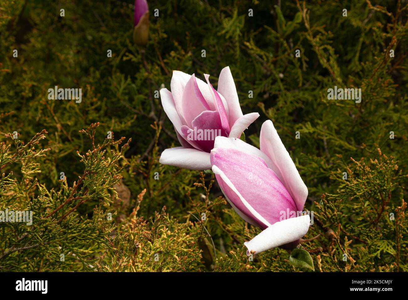 WA22142-00...WASHINGTON - Large pink and white flowers make this White ...