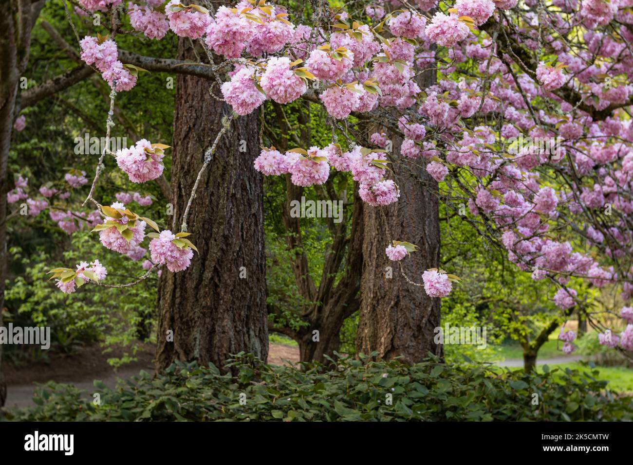 WA22147-00...WASHINGTON - Tree in bloom at Washington Park Arboretum in ...