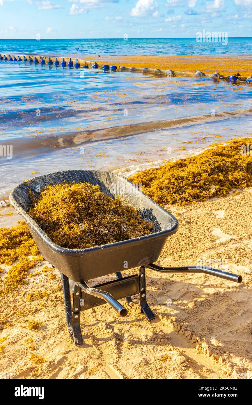 Cleaning the beach with wheelbarrow pitchfork Garden Rake Leaf Broom ...