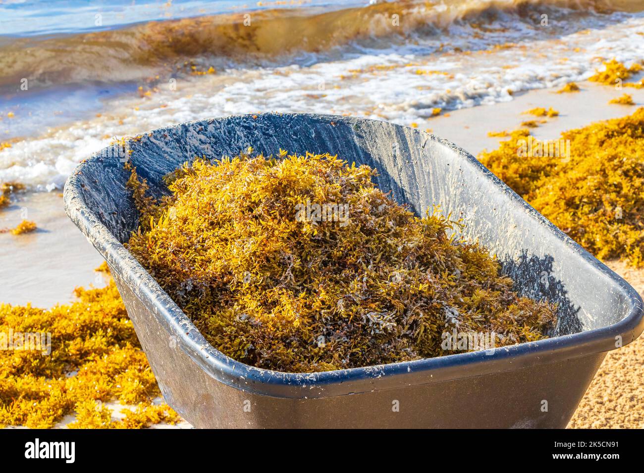 Cleaning the beach with wheelbarrow pitchfork Garden Rake Leaf Broom ...
