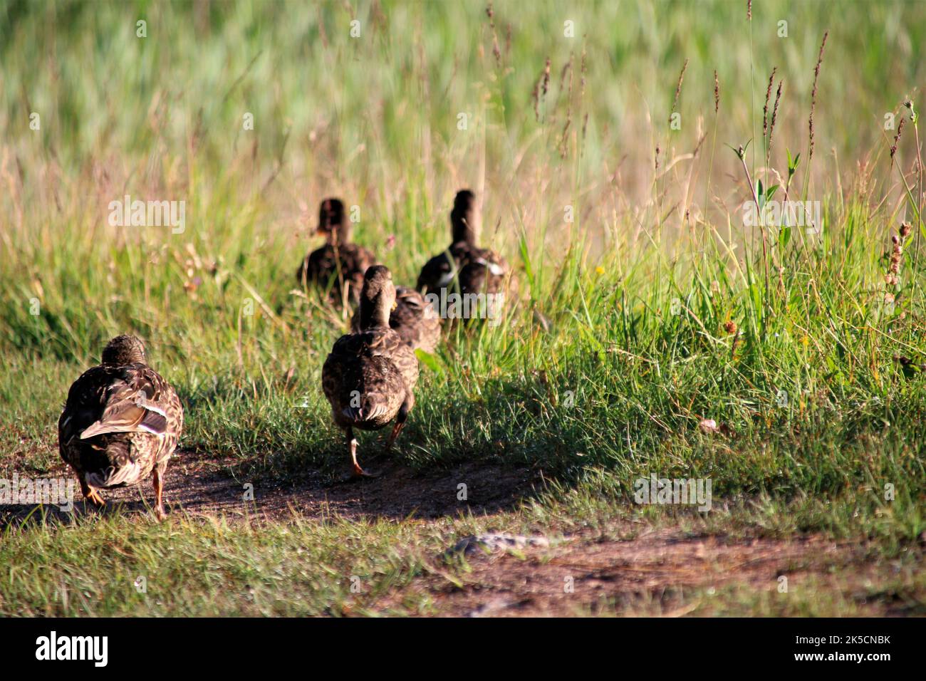 Flock of ducks, duck with chicks at Ferchensee near Mittenwald, Upper ...