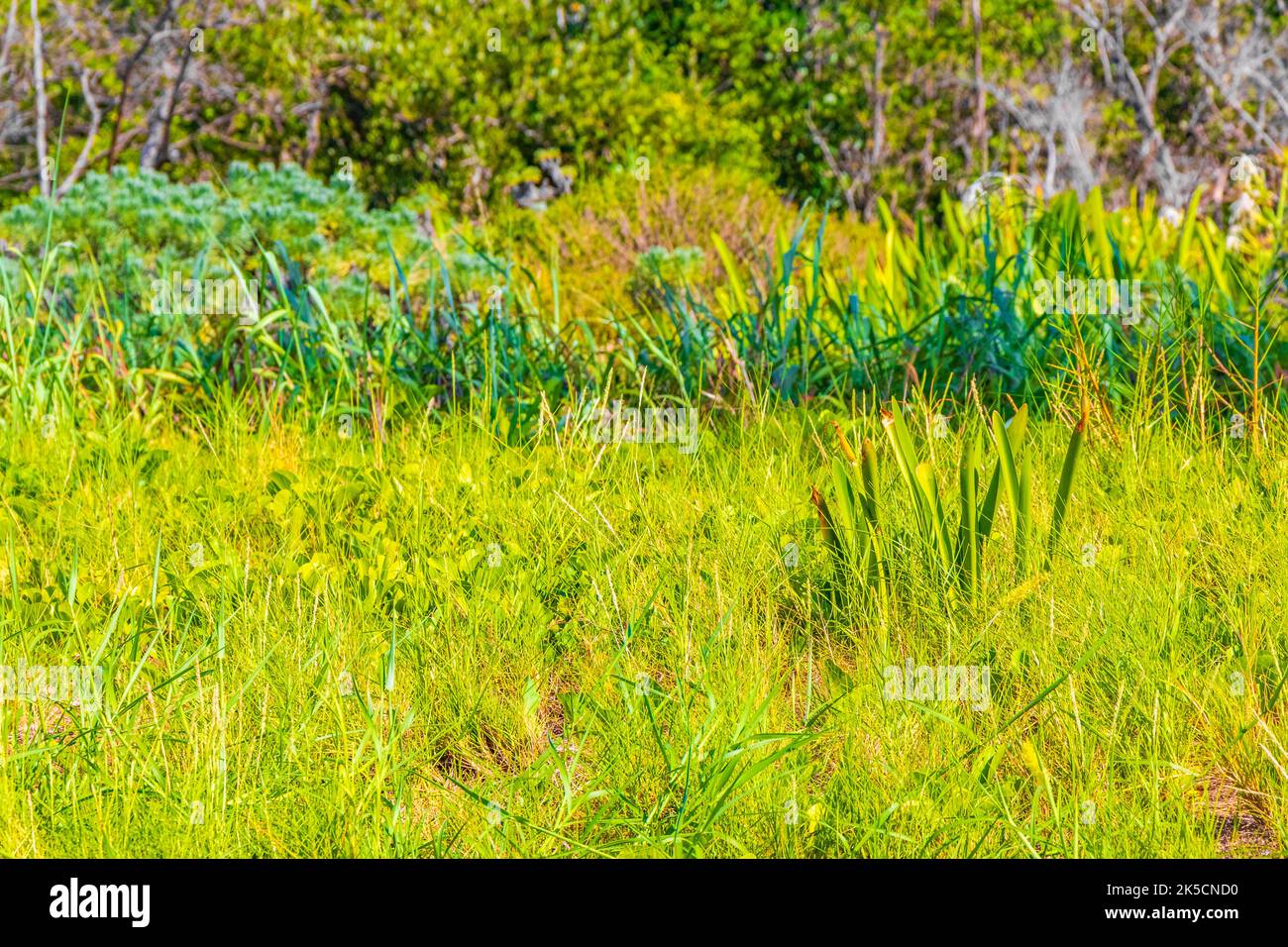 Tropical mexican caribbean beach palm trees and fir trees in jungle ...