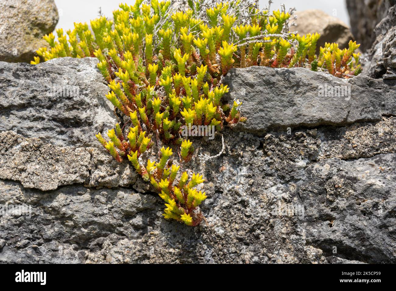 The biting stonecrop (Sedum acre), pungent stonecrop, Crassulaceae ...