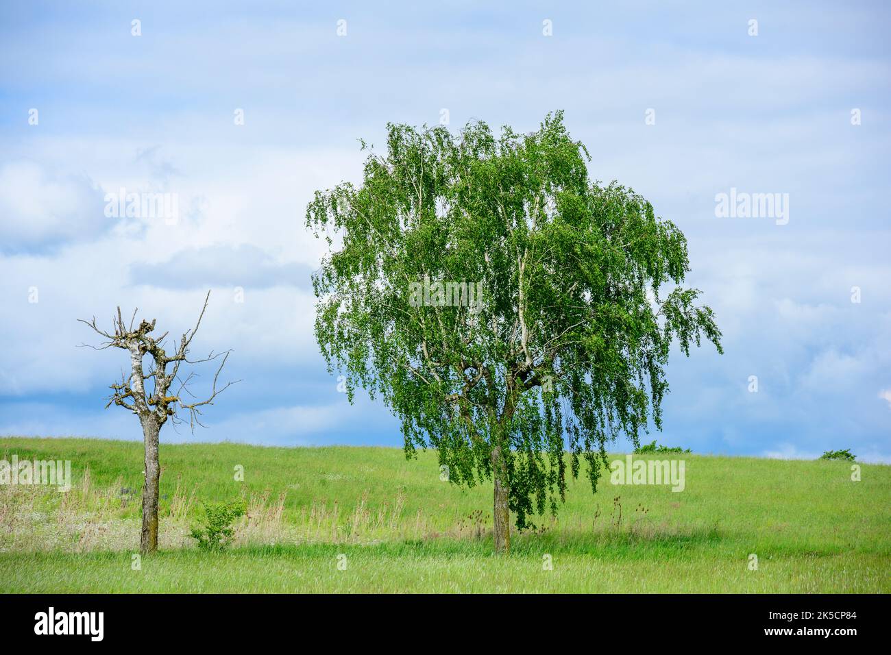 Tree cycles hi-res stock photography and images - Alamy